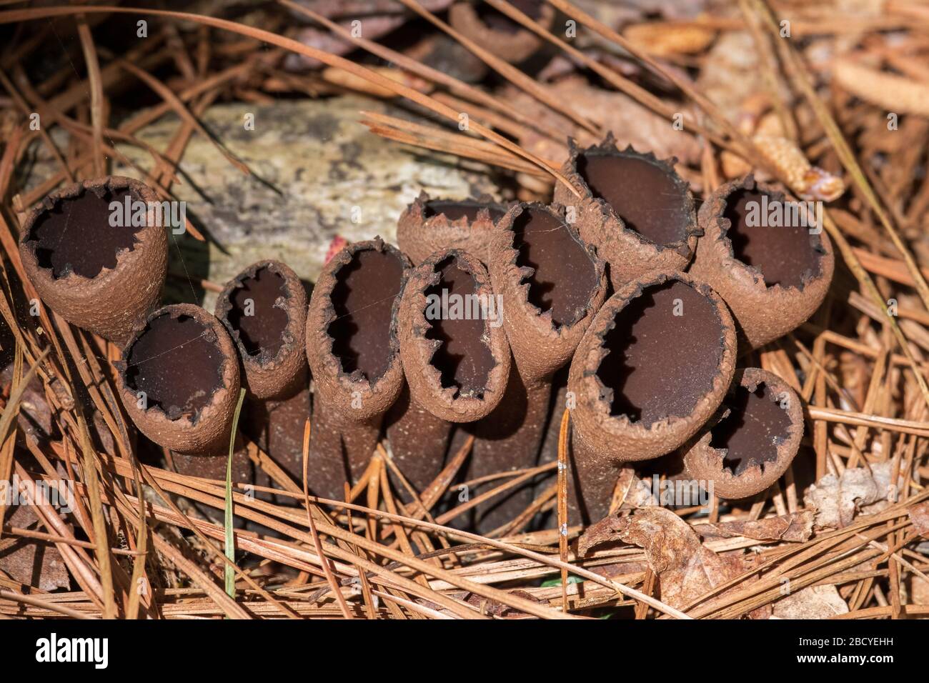 Devil's urn is a cup fungus that grows on dead hardwood. North Carolina ...
