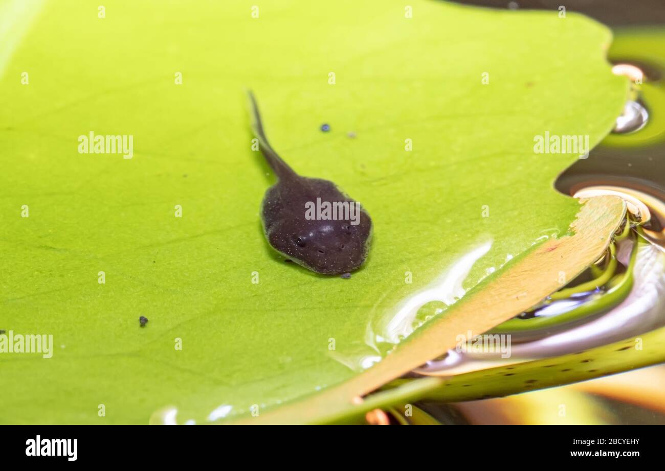 Green frog tadpole hi-res stock photography and images - Alamy