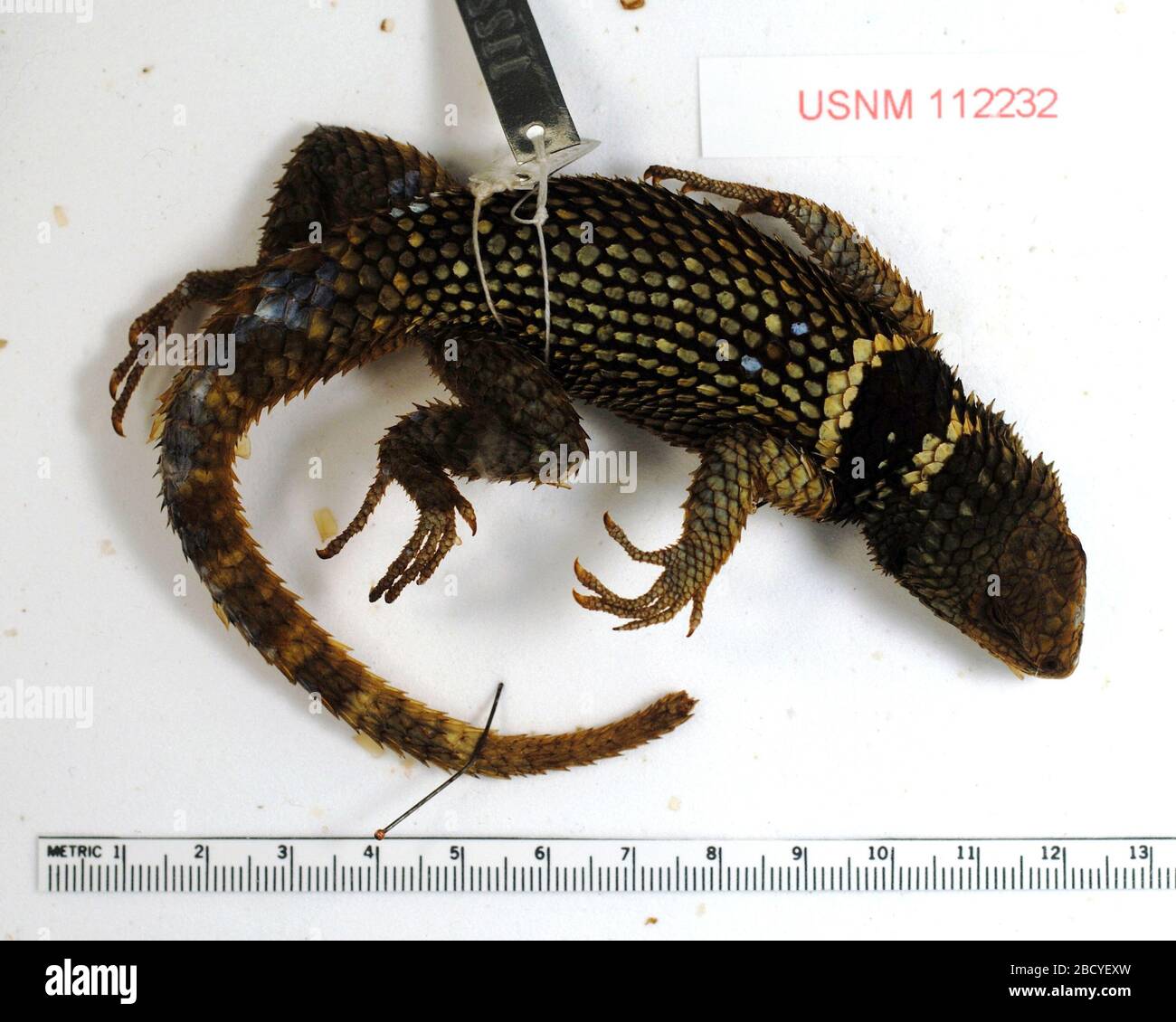Aureolus hi-res stock photography and images - Alamy