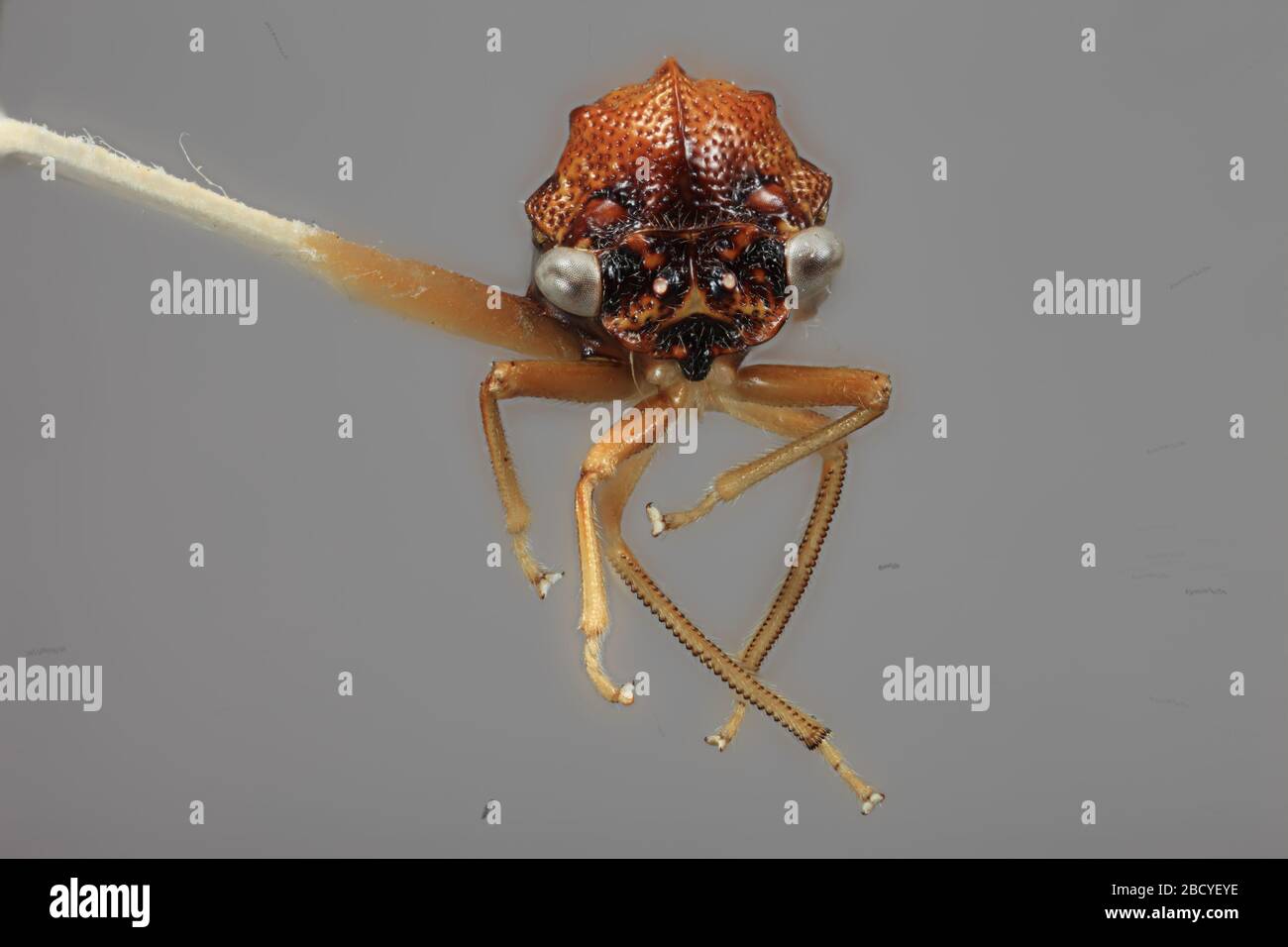 Grallator hi-res stock photography and images - Alamy