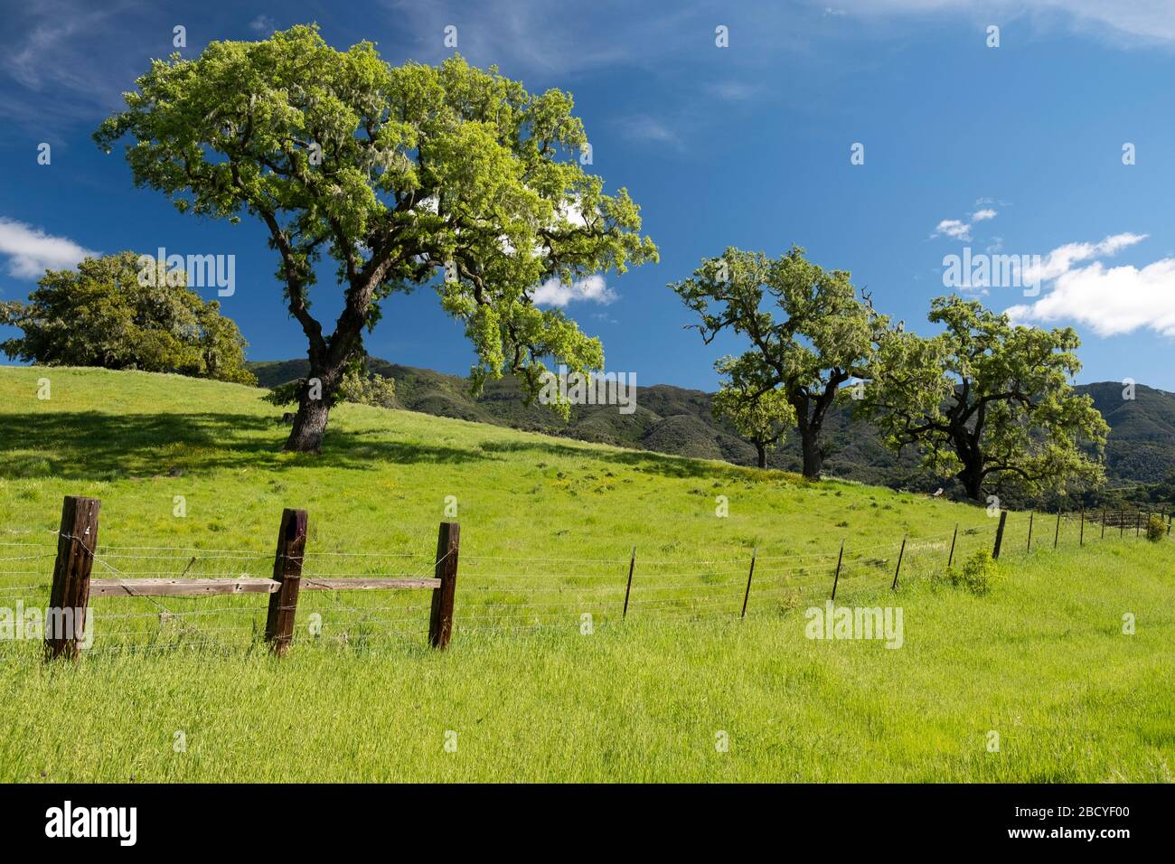 Coastal oak trees in green field with old wood fence in the Santa Ynez ...