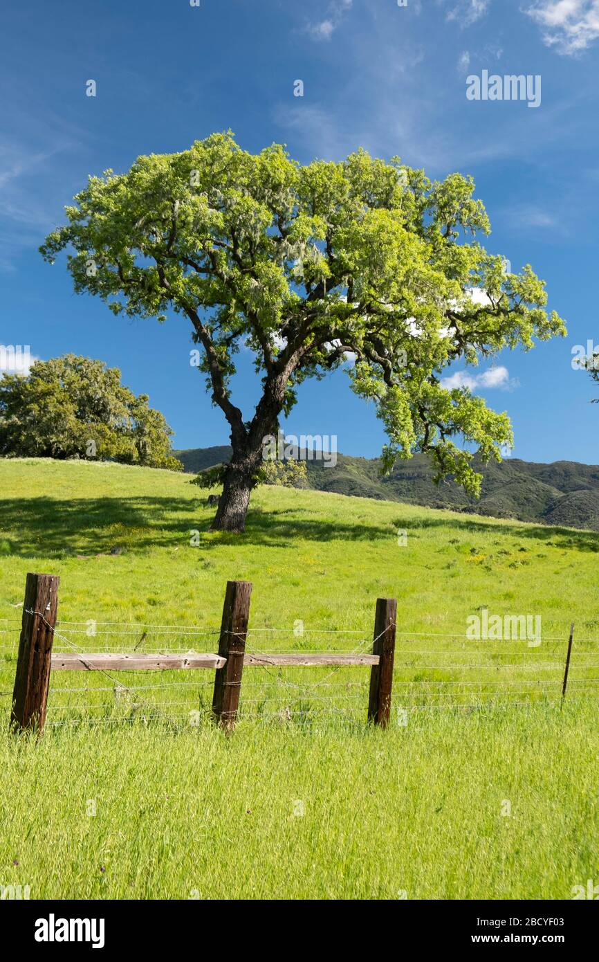 Coastal oak trees in green field with old wood fence in the Santa Ynez ...
