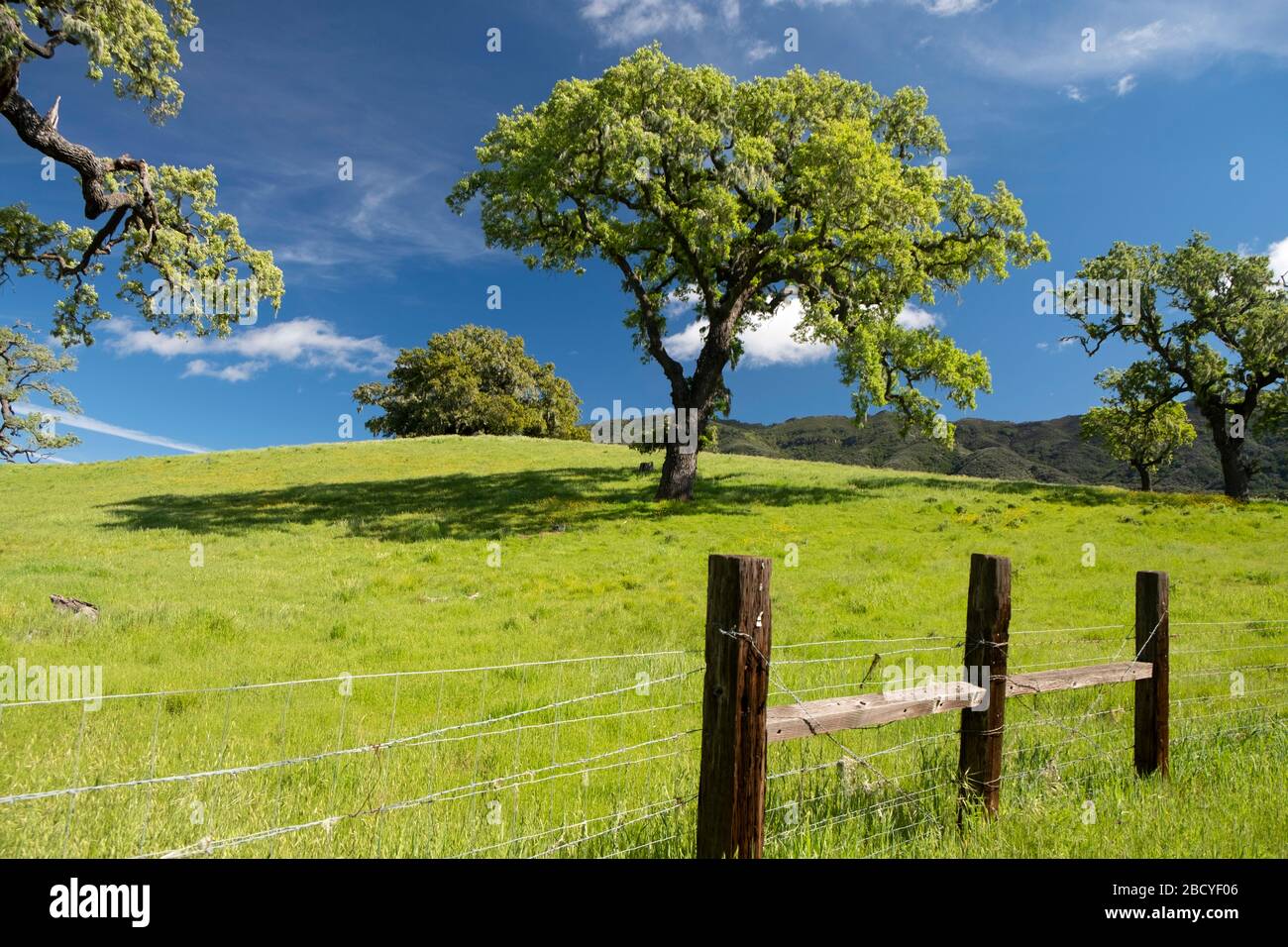 Coastal oak trees in green field with old wood fence in the Santa Ynez ...
