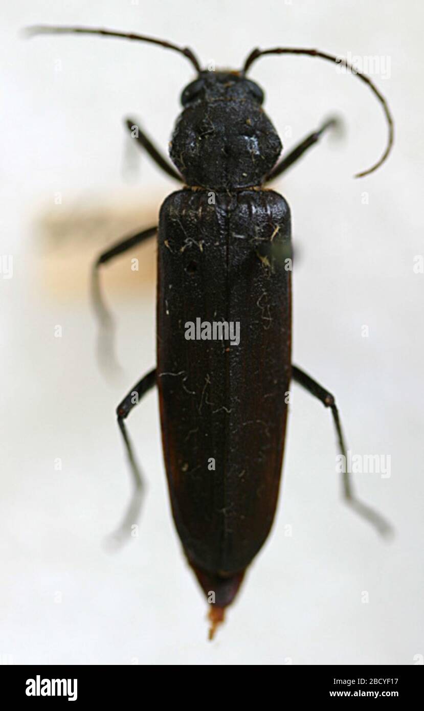 Criocephalus hi-res stock photography and images - Alamy