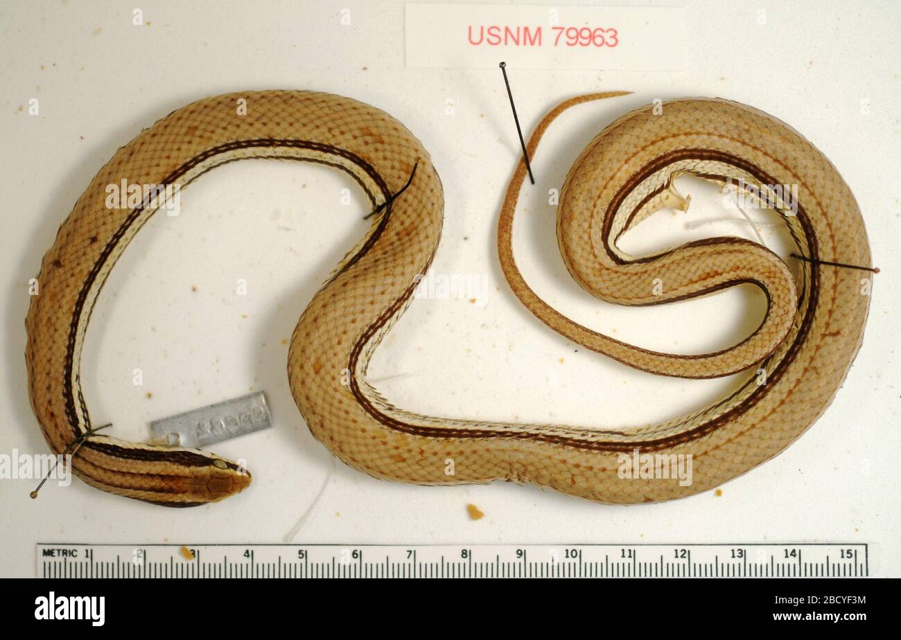 Conophis lineatus hi-res stock photography and images - Alamy