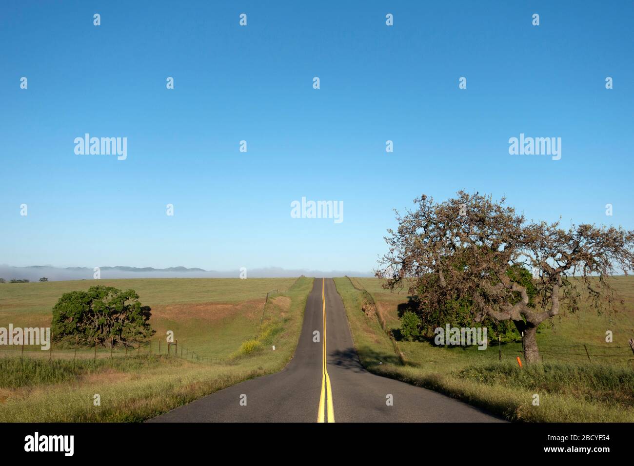 Late spring oak tree on ranch along Santa Ynez backroad highway road ...
