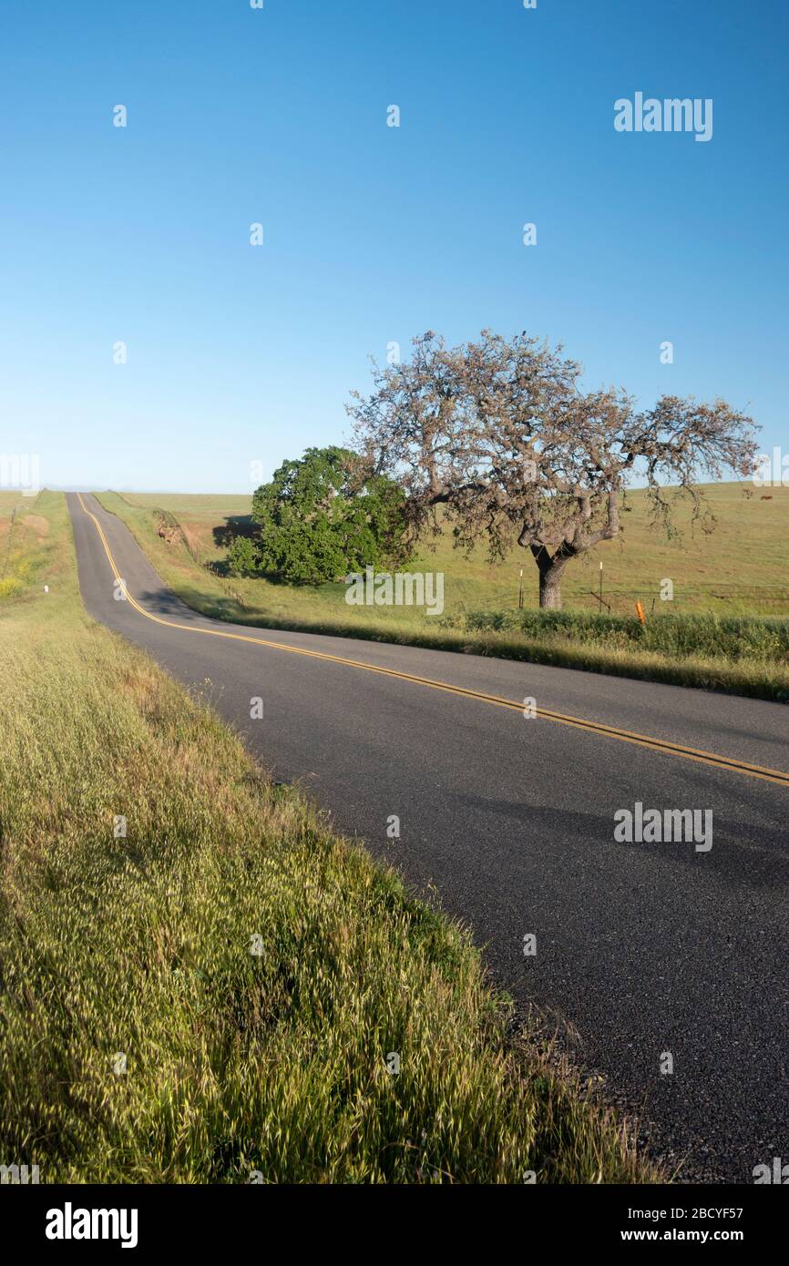 Late spring oak tree on ranch along Santa Ynez backroad highway road ...