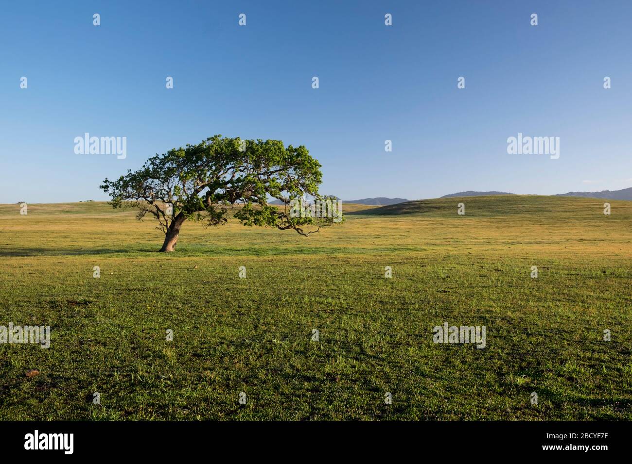 Single oak tree in a field in the Santa Ynez Valley of California Stock ...