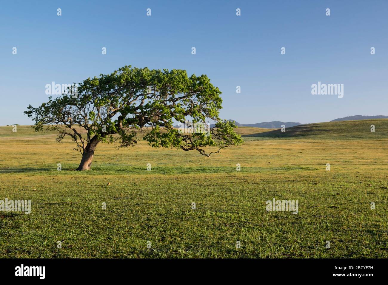 Tree grass hi-res stock photography and images - Alamy