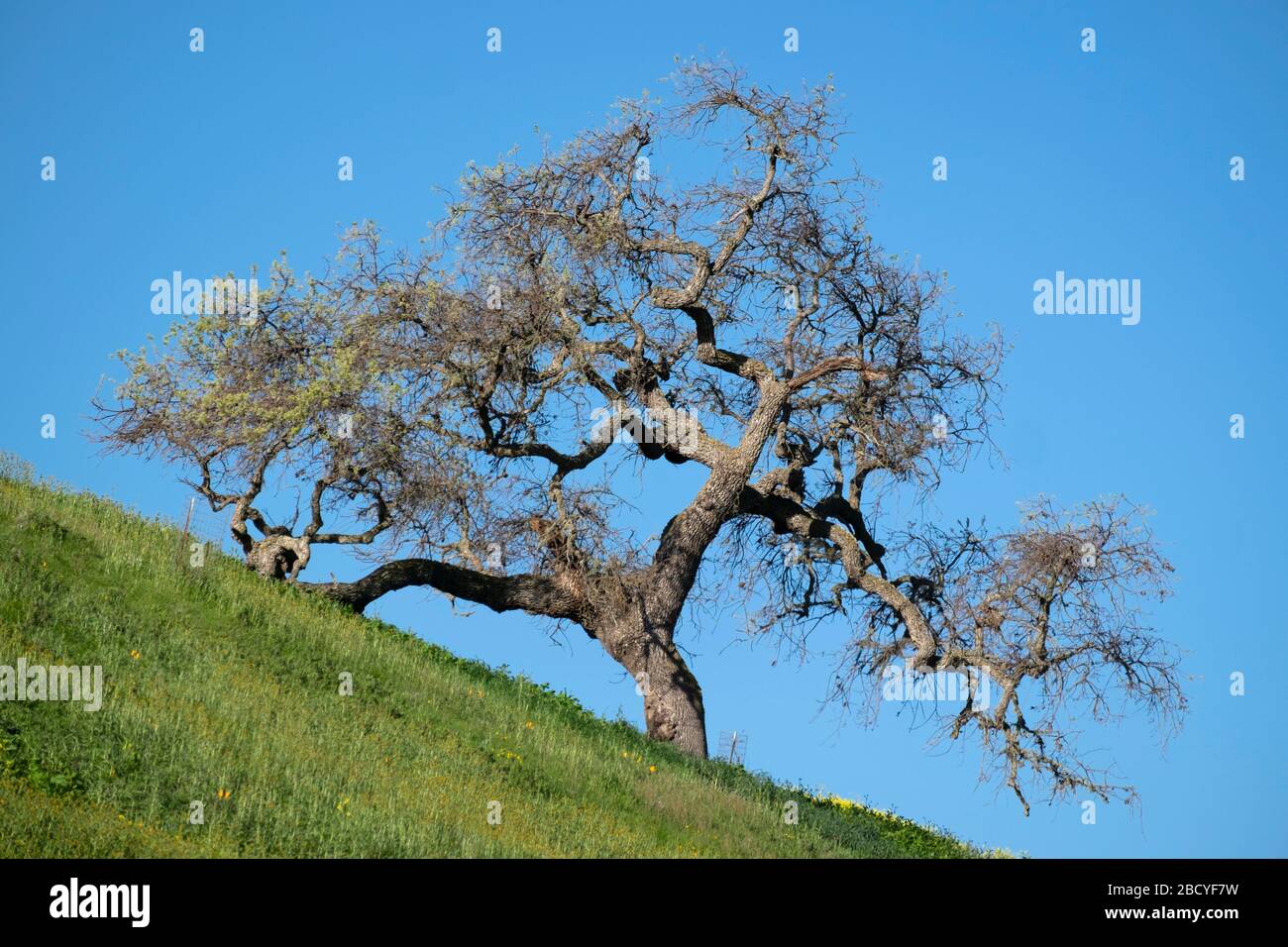 Lone oak tree on hill hi-res stock photography and images - Alamy