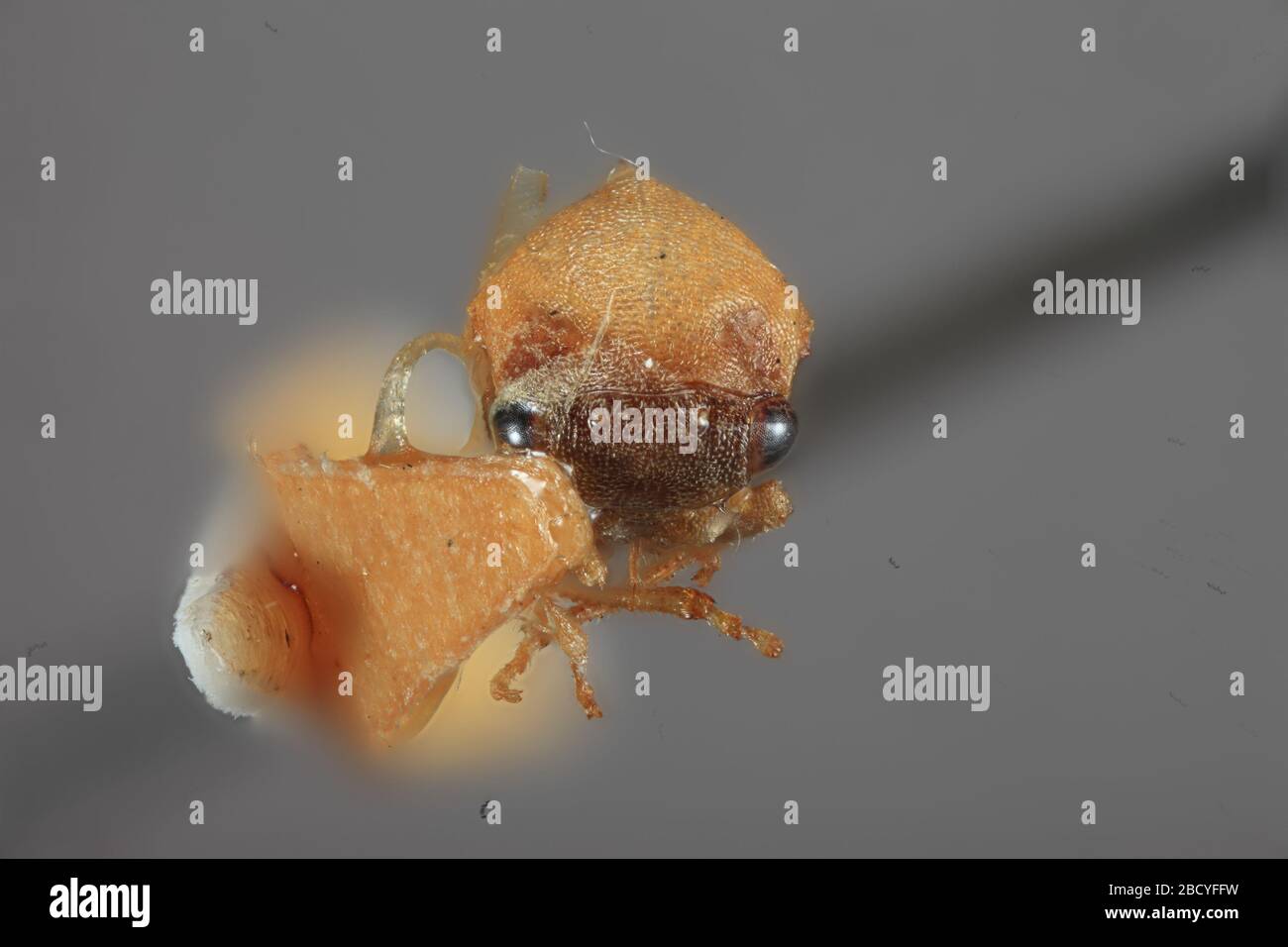 Fragila hi-res stock photography and images - Alamy