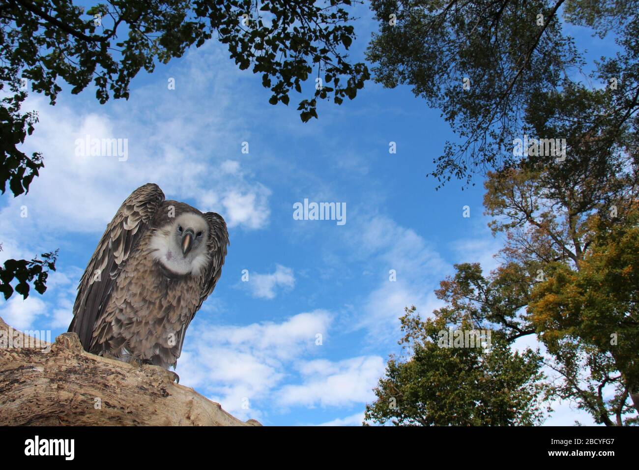 Ruppells Griffon Vulture. Species: rueppellii,Genus: Gyps,Family ...