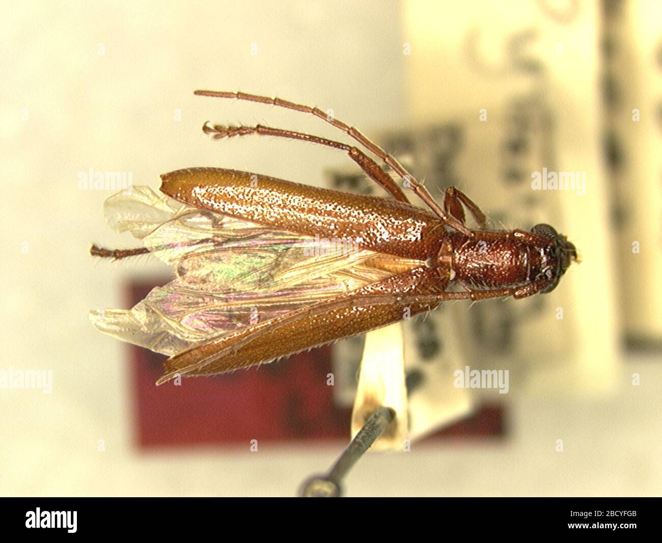 Psyrassa testacea. 27 Sep 20131 Psyrassa testacea Stock Photo - Alamy