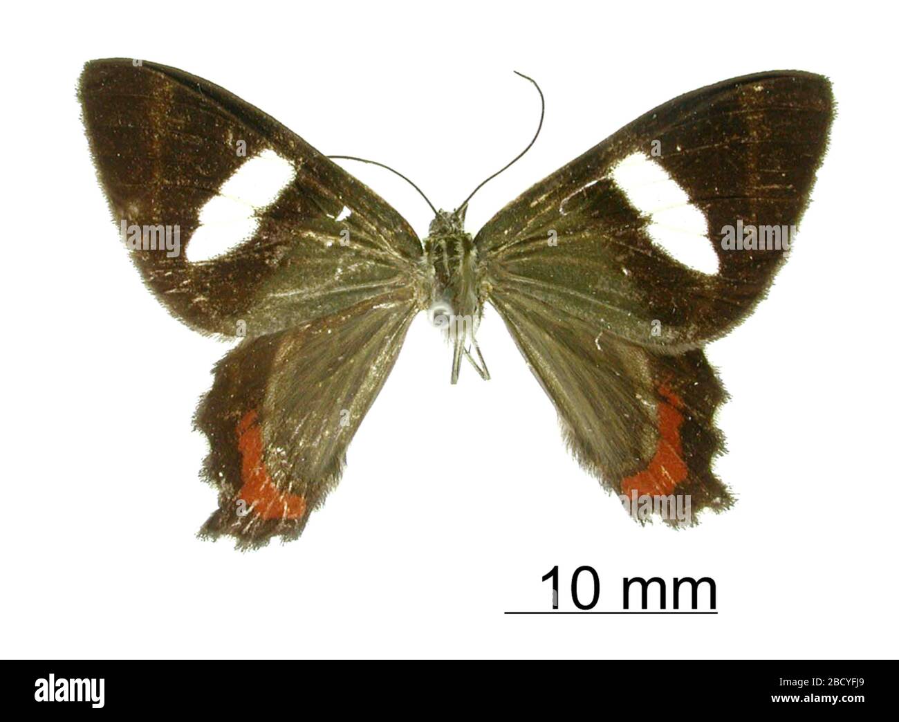 Erateina hi-res stock photography and images - Alamy