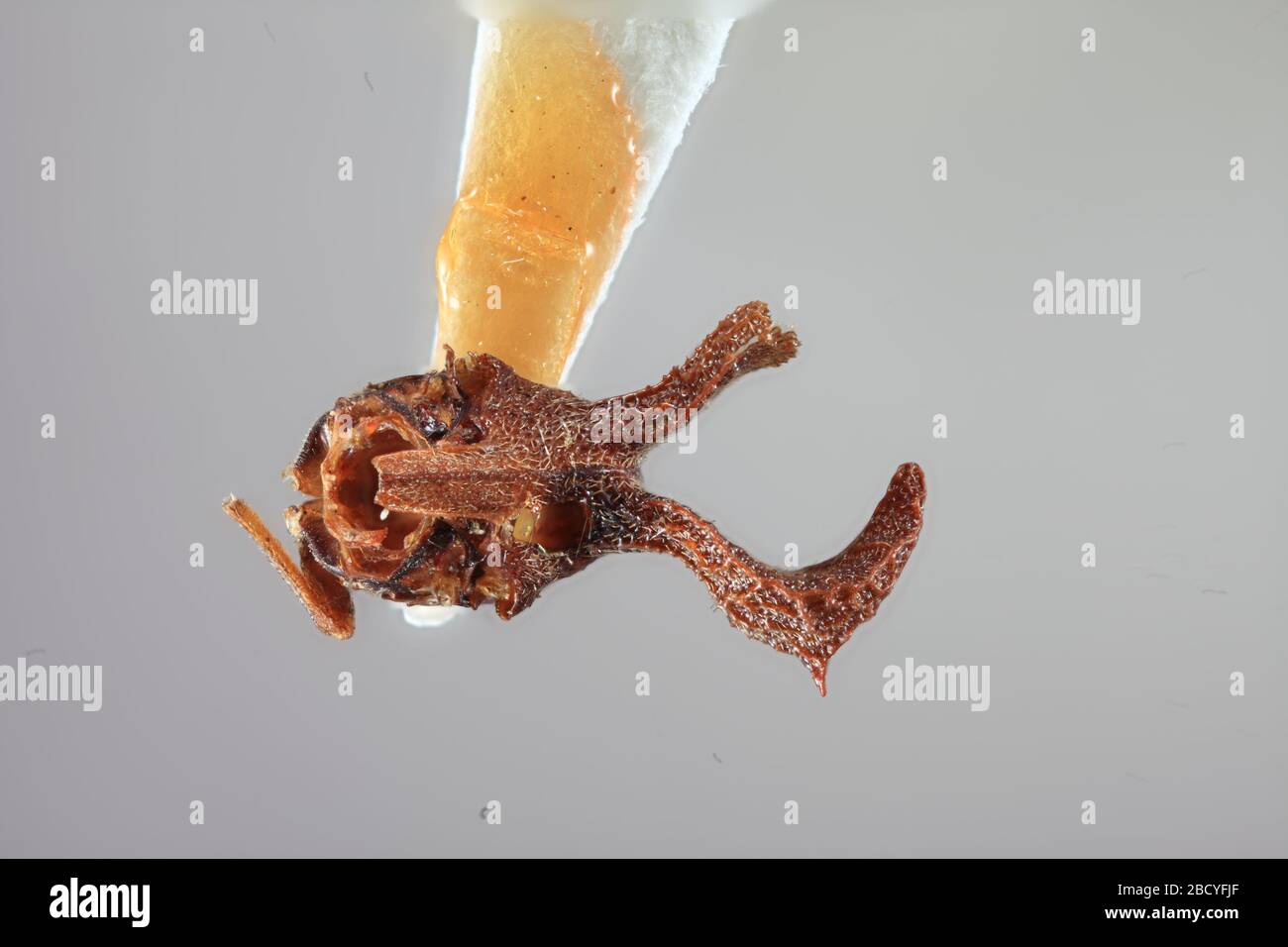 Lubra hi-res stock photography and images - Alamy