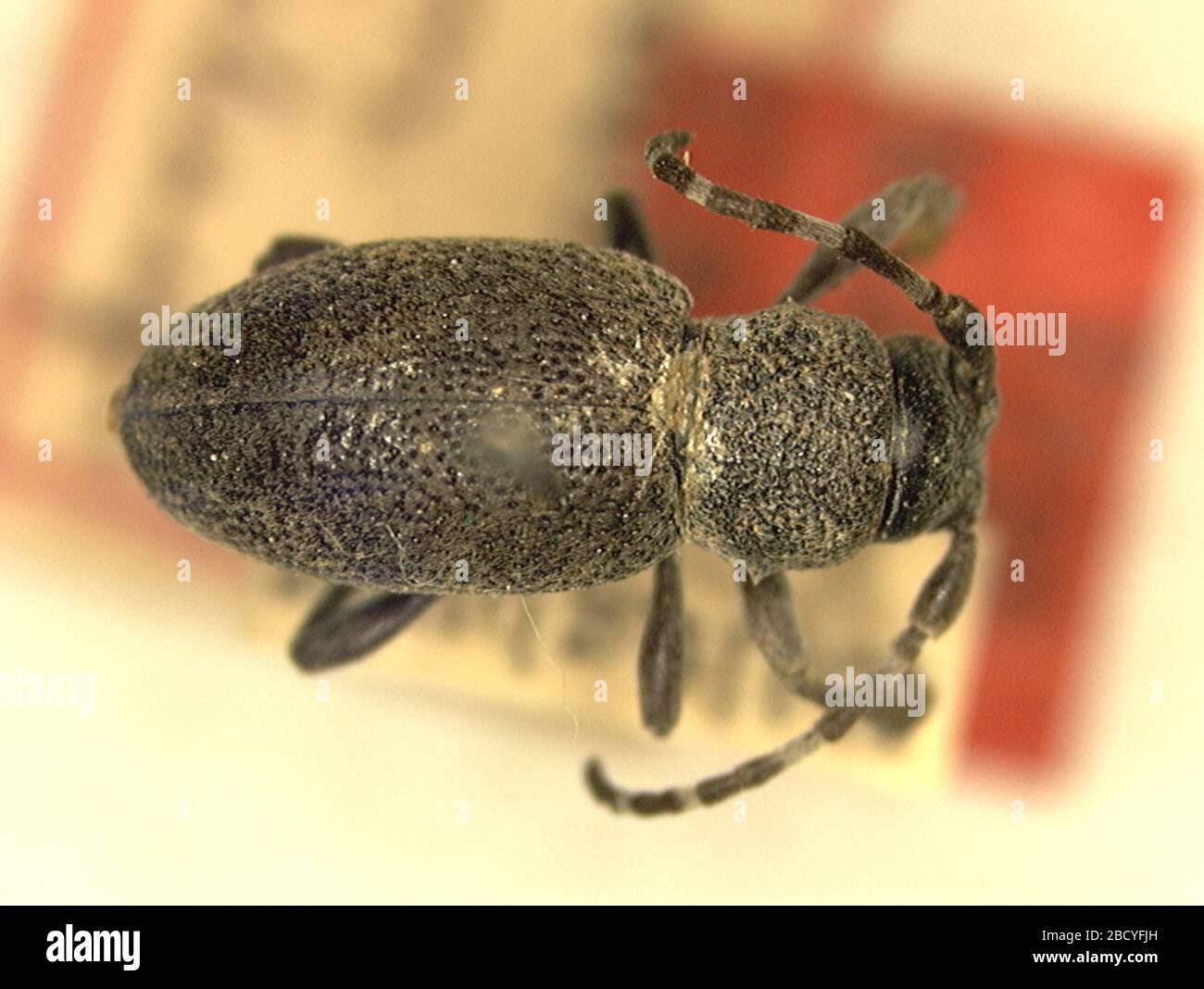 Parmenosoma griseum hi-res stock photography and images - Alamy