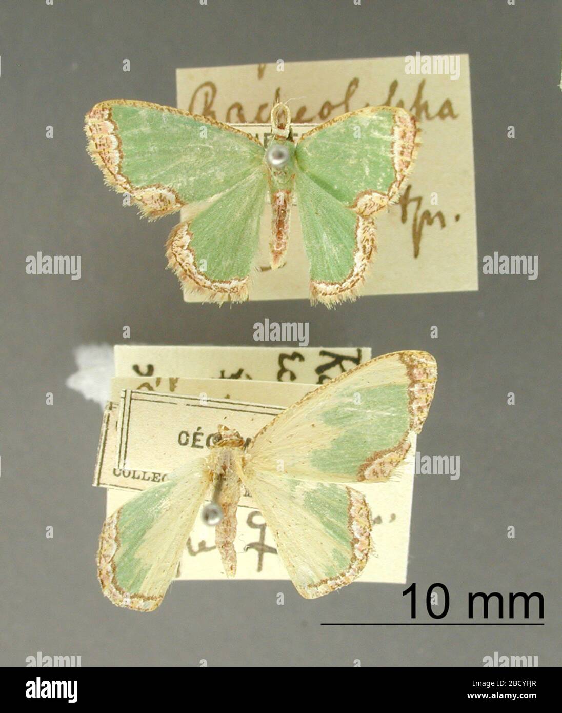 Imula hi-res stock photography and images - Alamy