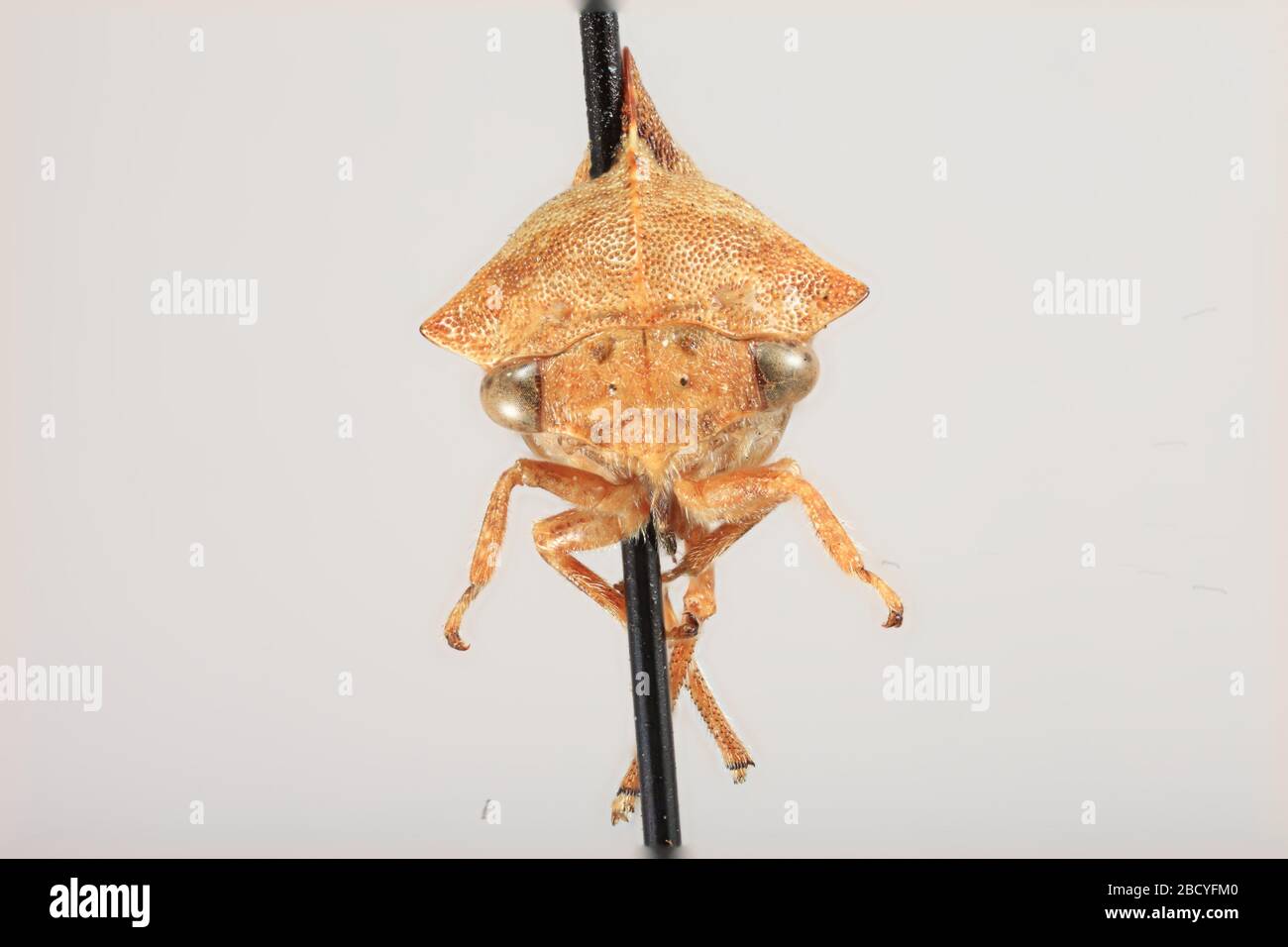 Telamona hi-res stock photography and images - Alamy