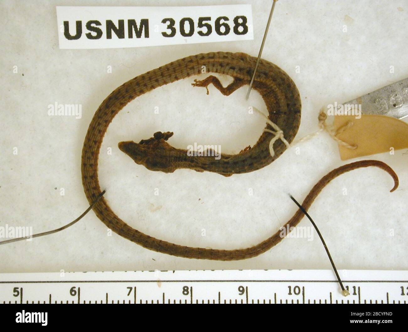 Anadia ocellata hi-res stock photography and images - Alamy