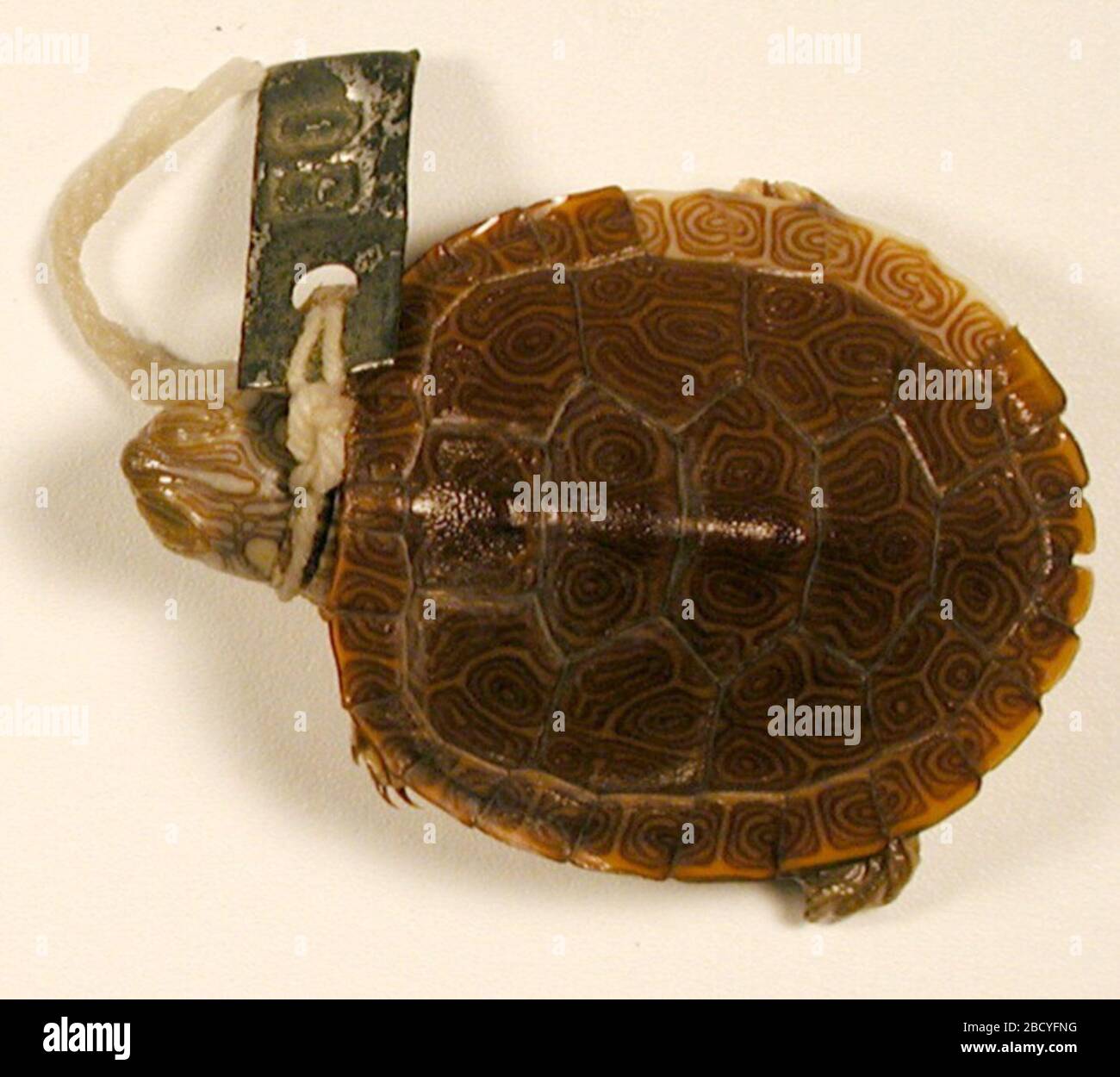 Pseudemys concinna gorzugi. 6 Aug 20141 Pseudemys concinna gorzugi ...