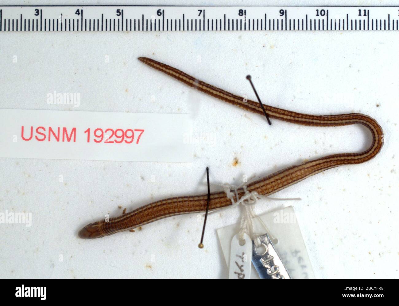 Bachia hi-res stock photography and images - Alamy