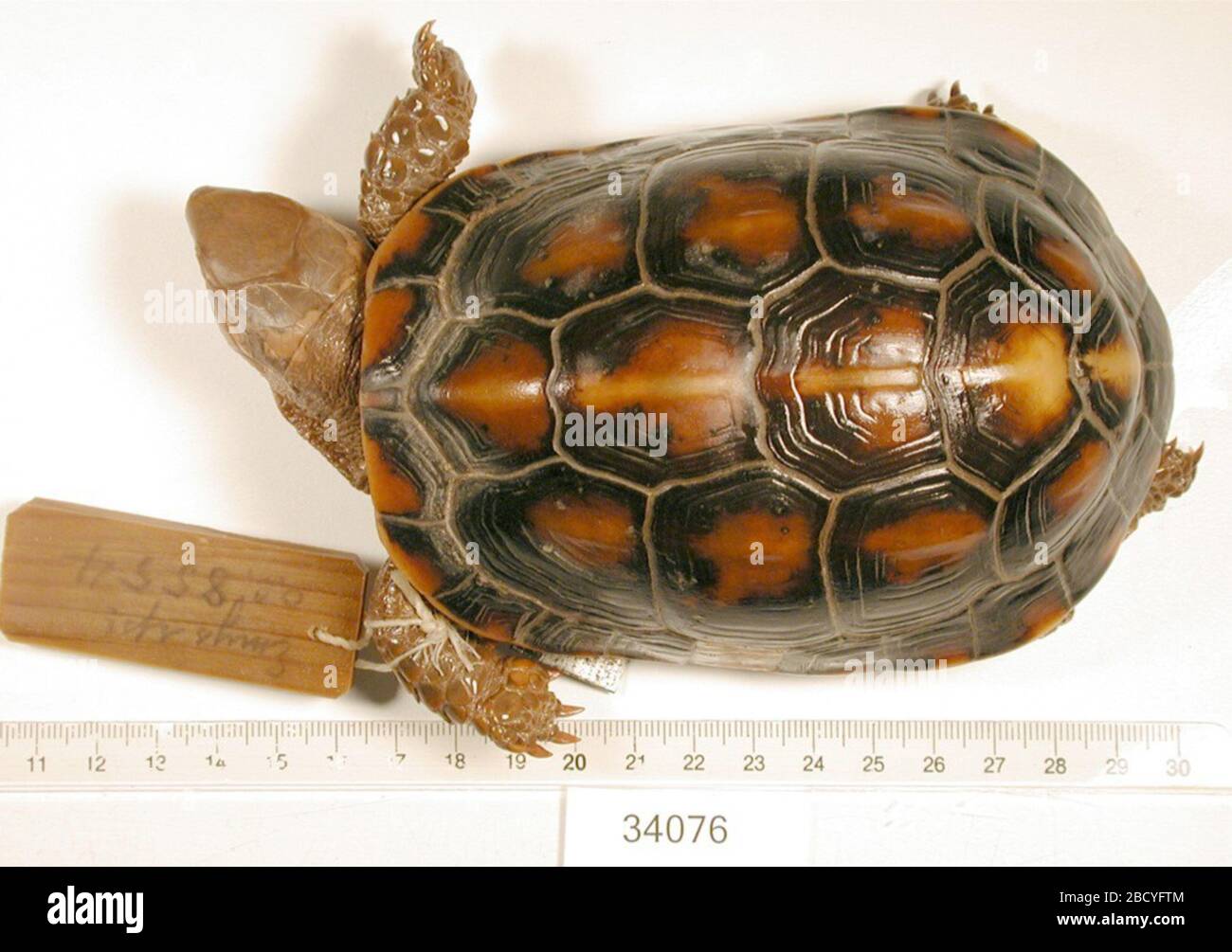 Cuora evelynae. 2 Oct 20181 Stock Photo - Alamy