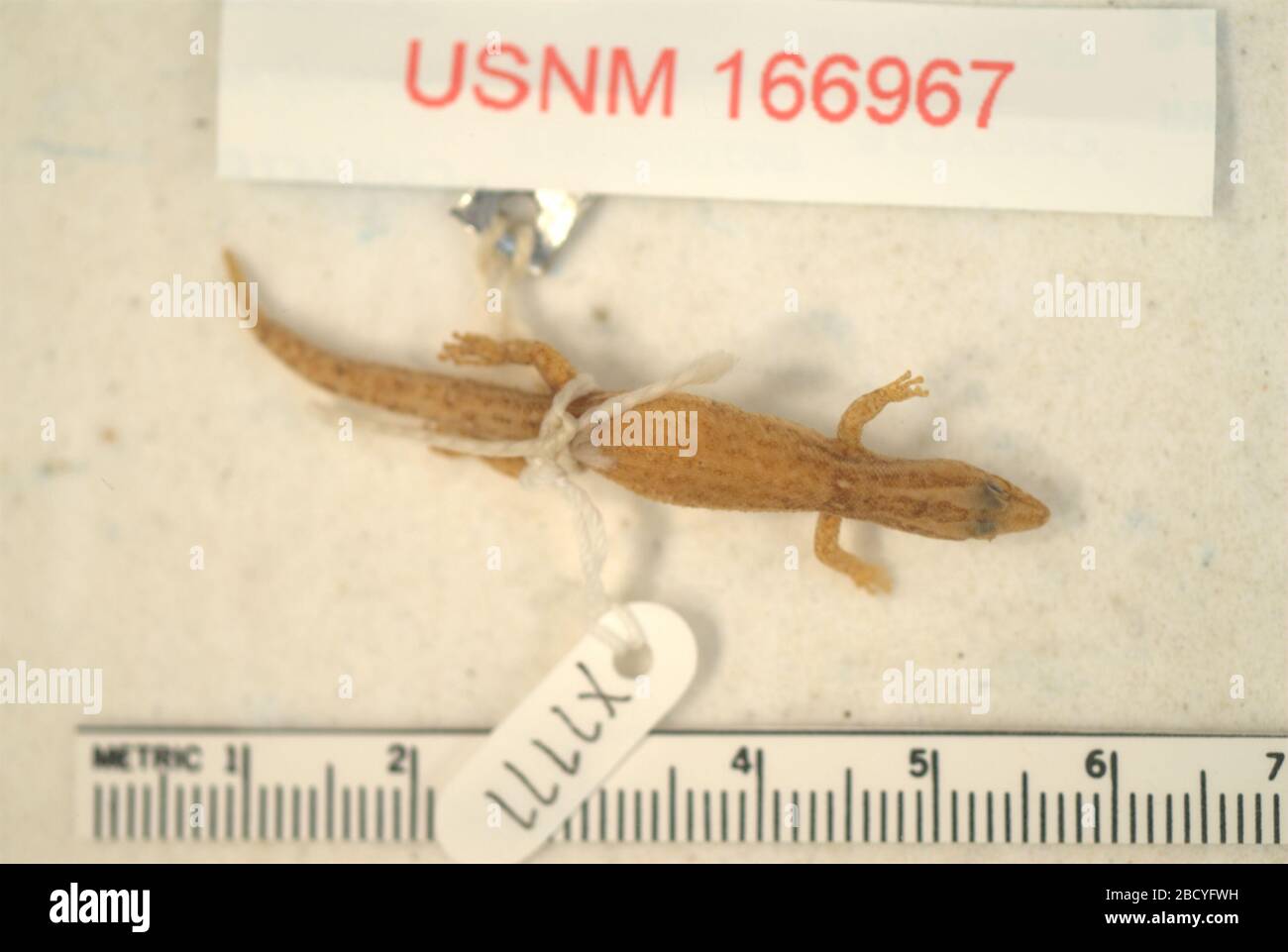 Diolenius hi-res stock photography and images - Alamy