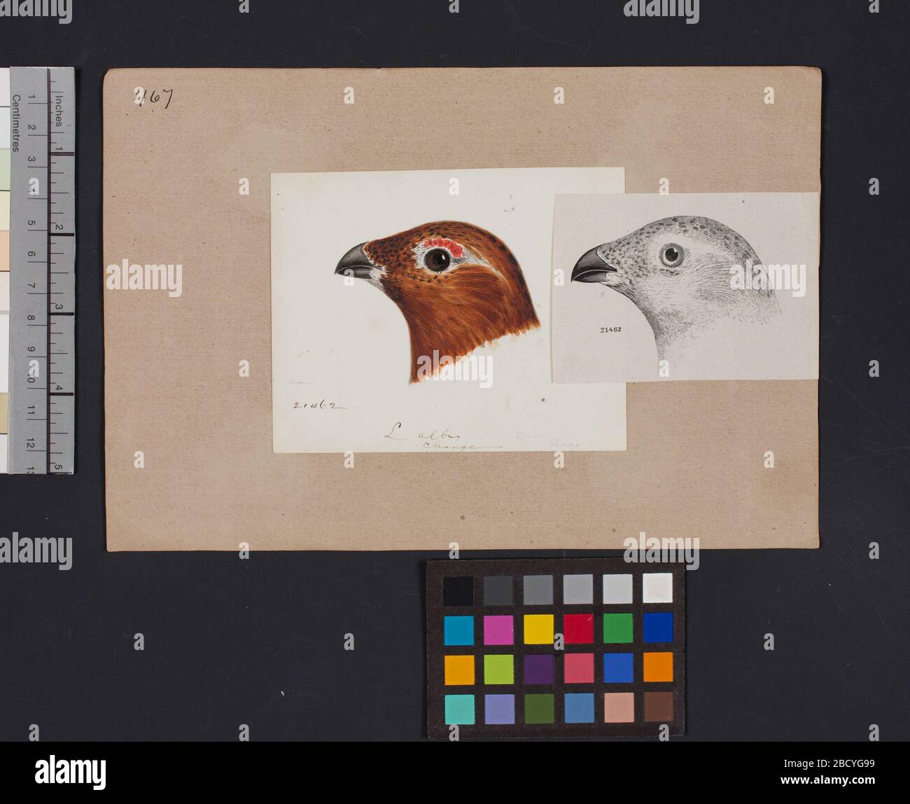 Robert Ridgway Bird Head Drawing 467. This drawing or engravings of ...