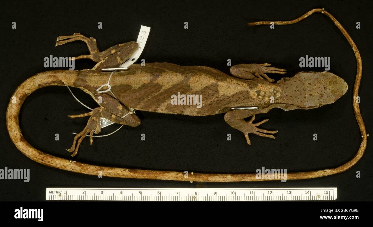 Polychrus gutturosus. 5 Nov 20171 Polychrus gutturosus Stock Photo - Alamy