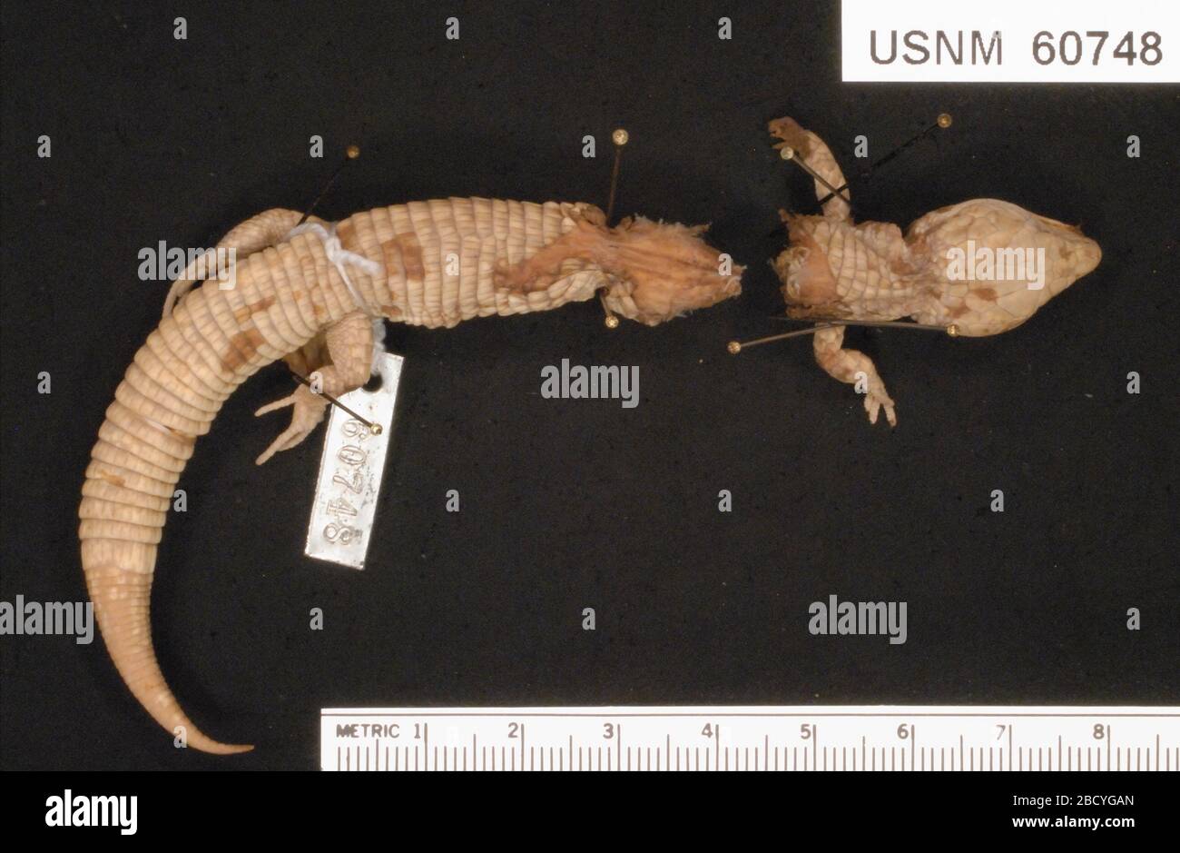 Proctoporus bolivianus. 2 Oct 20181 Proctoporus bolivianus Stock Photo ...