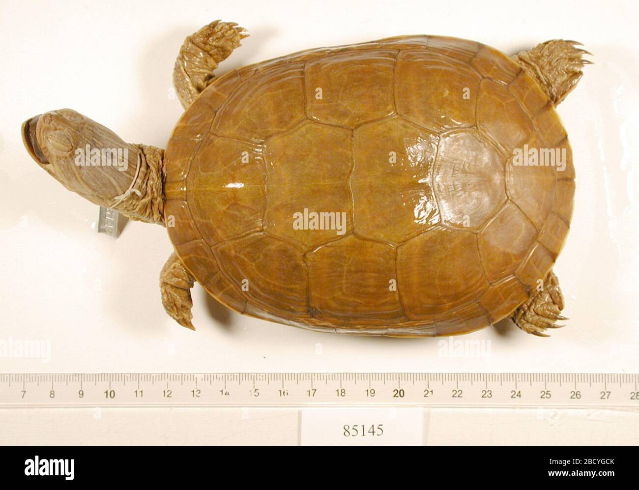 Deirochelys reticularia miaria. 2 Oct 20181 Deirochelys reticularia ...