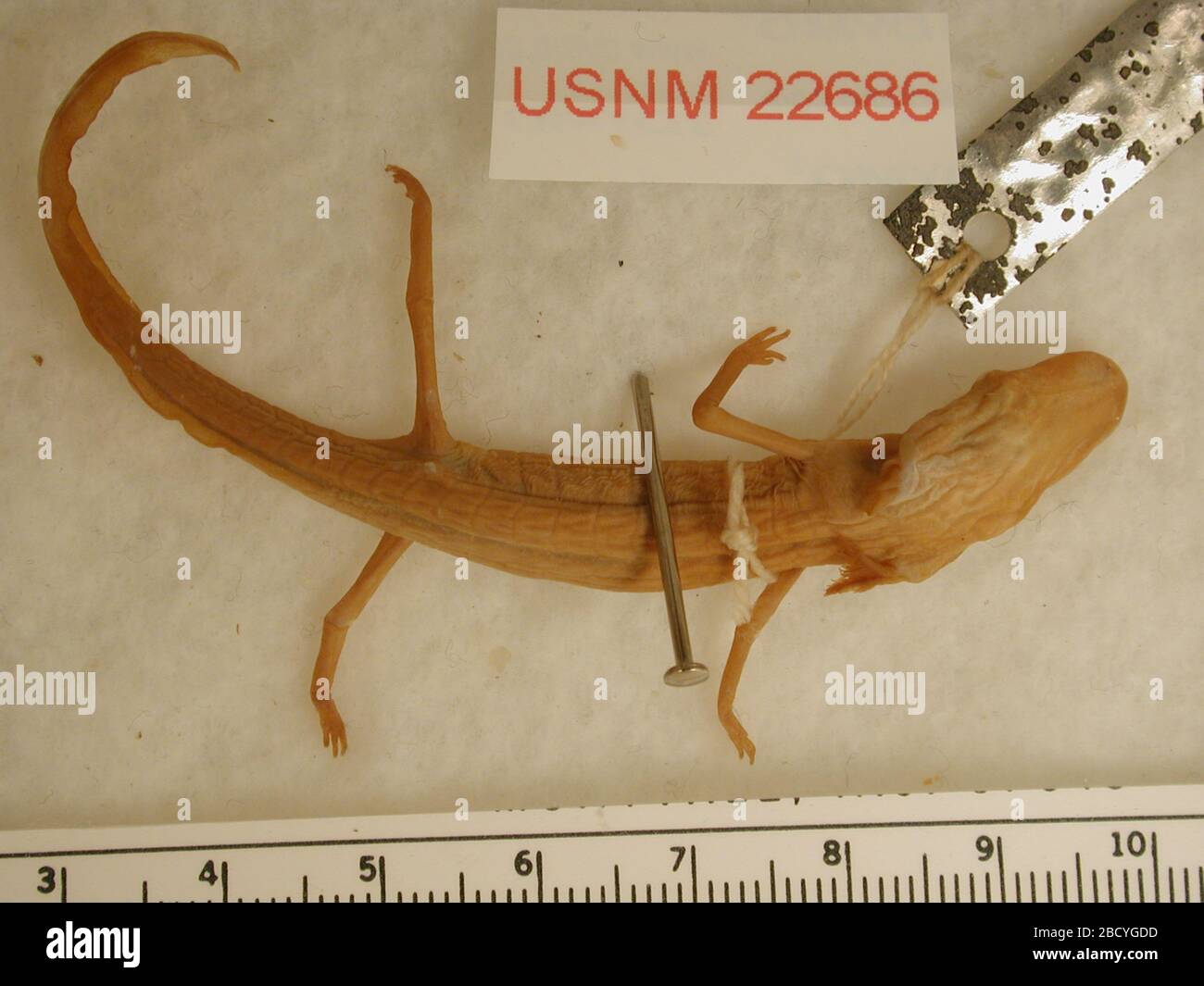 Eurycea rathbuni. 6 Aug 20141 Eurycea rathbuni Stock Photo - Alamy