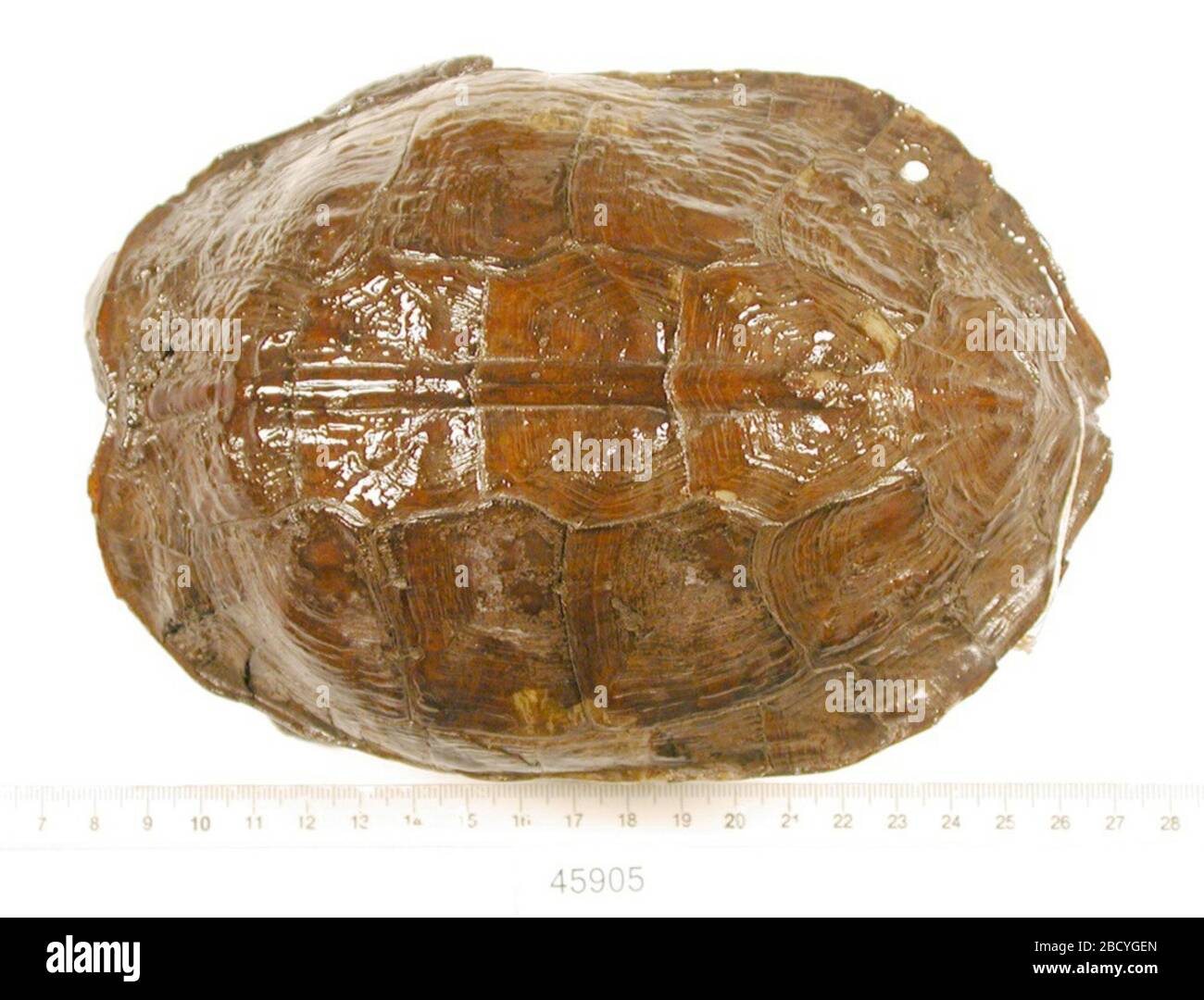 Rhinoclemmys annulata. 6 Aug 20141 Rhinoclemmys annulata Stock Photo ...