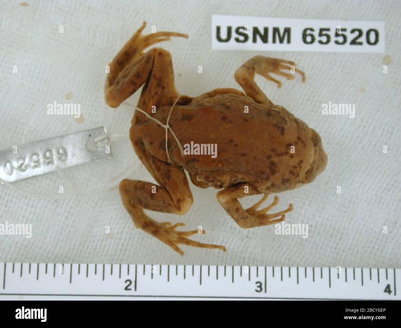 Rugifera hi-res stock photography and images - Alamy