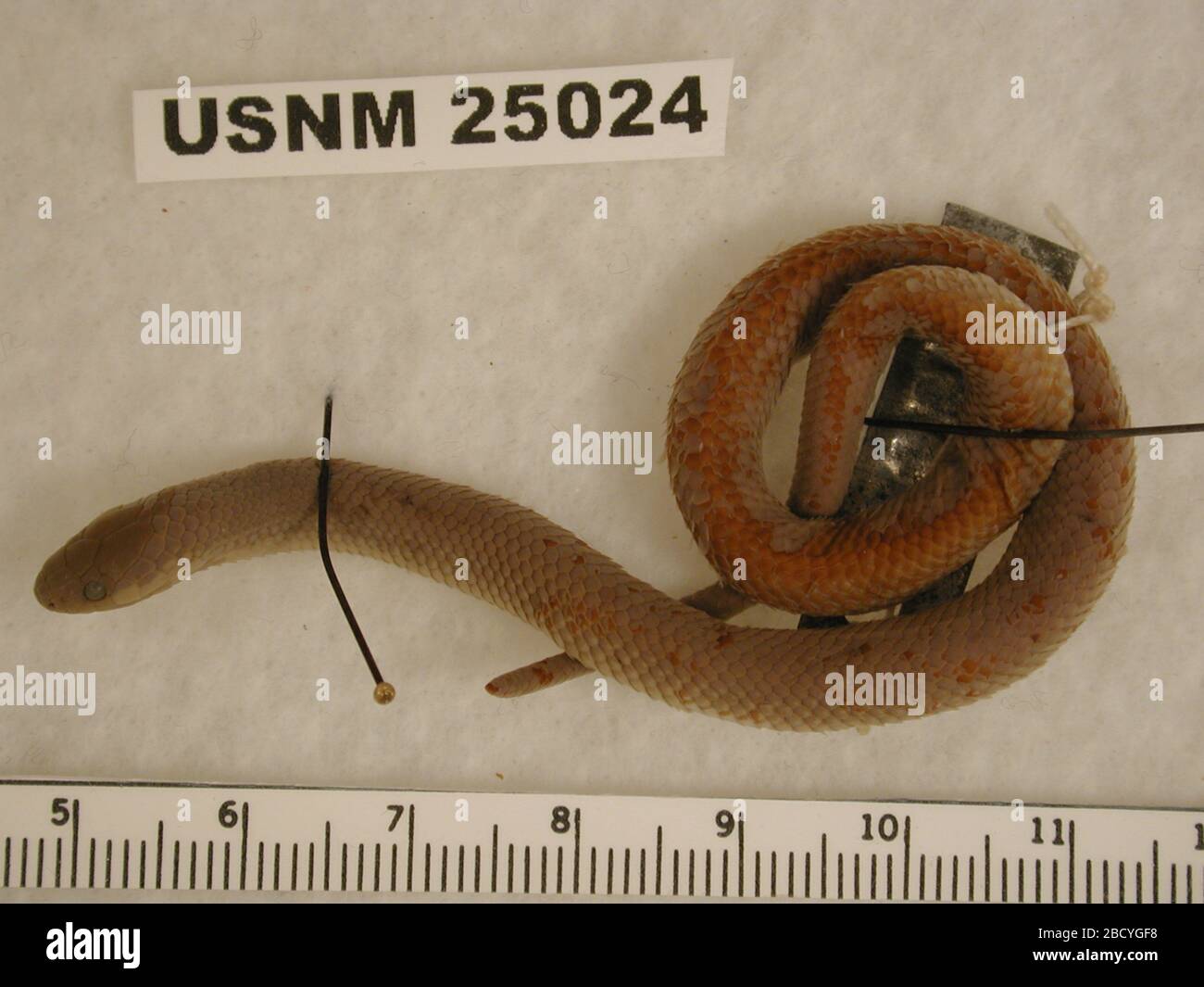 Geophis bicolor. 6 Aug 20141 Geophis bicolor Stock Photo - Alamy