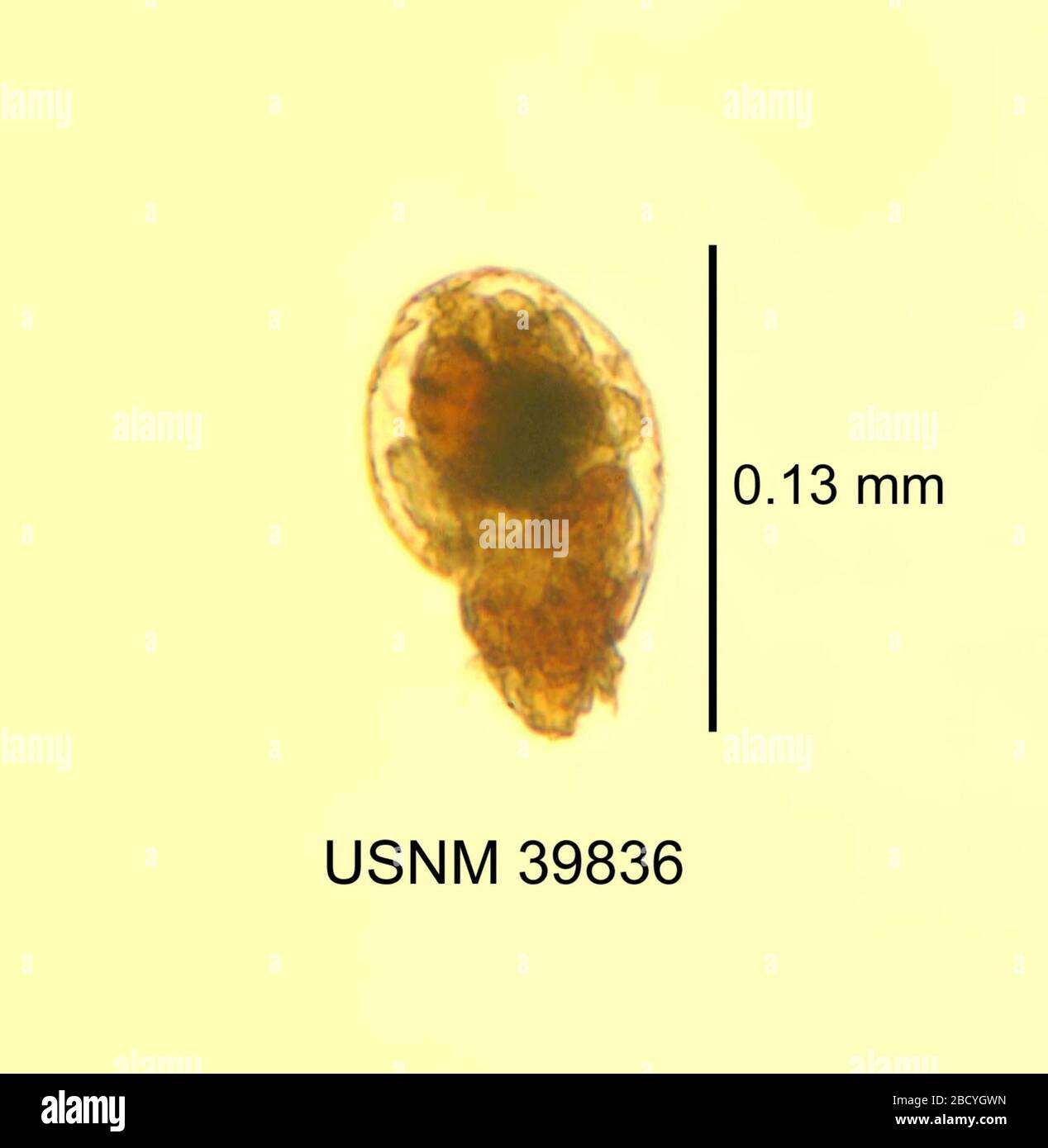 Saltans hi-res stock photography and images - Alamy