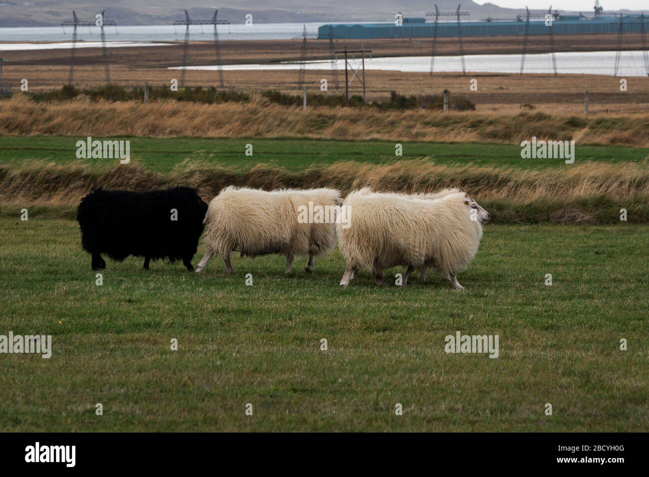 Icelandic sheep standing still during windy weather October 2019 Stock ...