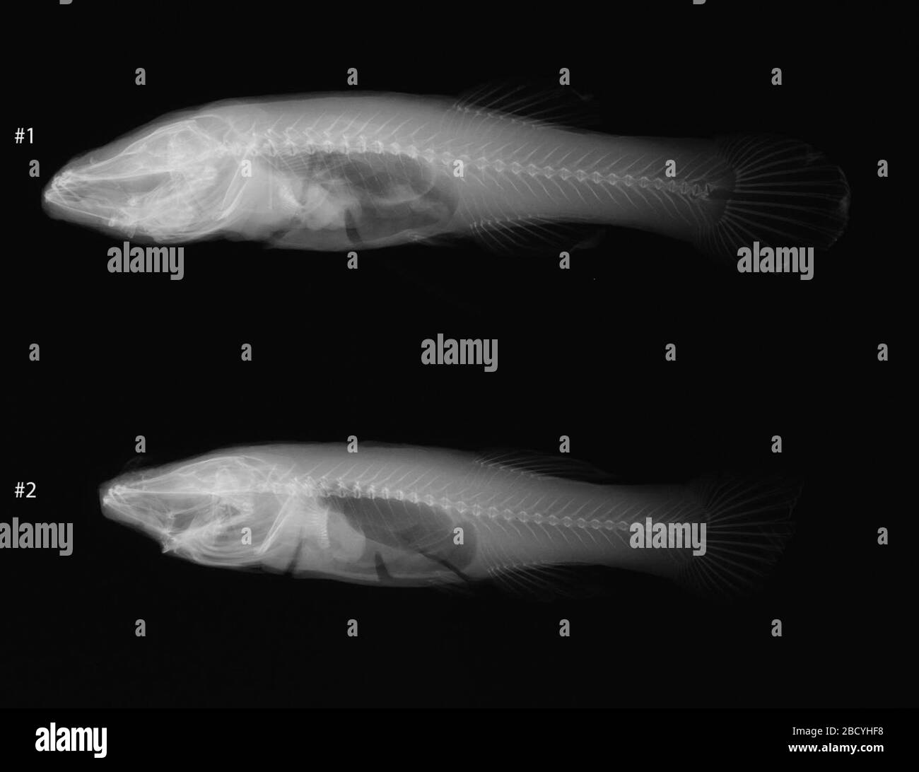 Amblyopsis spelaea. 3. 002 specimens x-rayed for V.G. Springer December ...