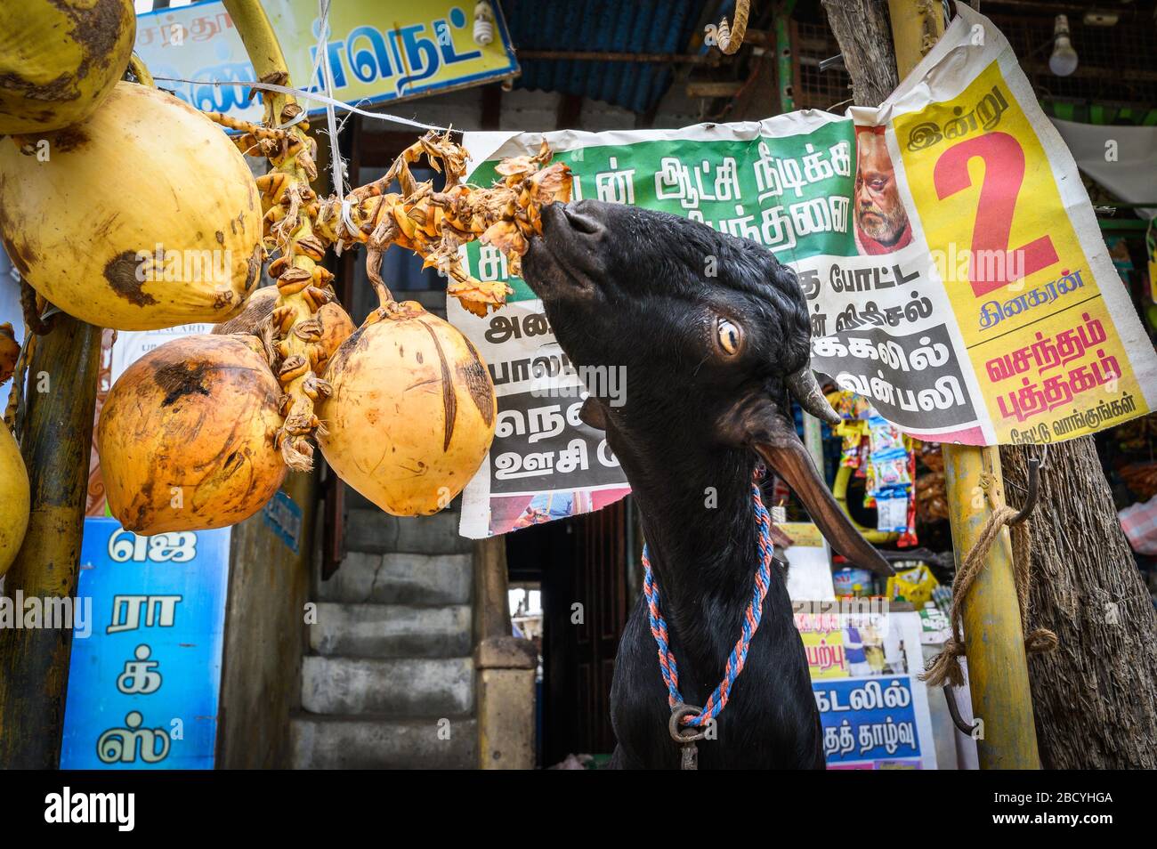 Goat feeding on the branch of a coconut, Tiruchendur, India Stock Photo ...