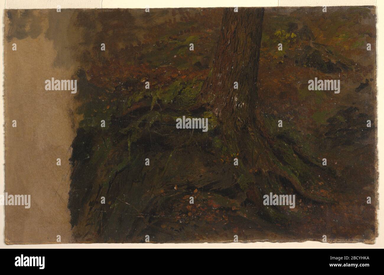 Study of a tree trunk. Research in ProgressBase of a trunk of a pine ...