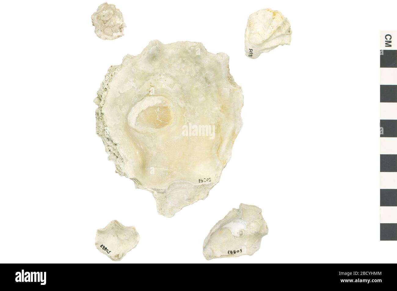 Fossil oyster hi-res stock photography and images - Alamy