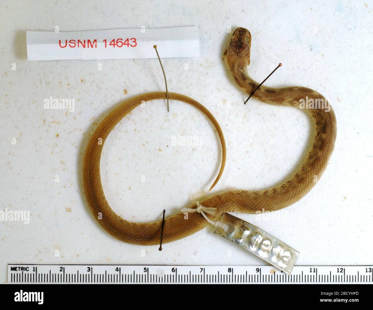 Nerodia erythrogaster erythrogaster hi-res stock photography and images ...