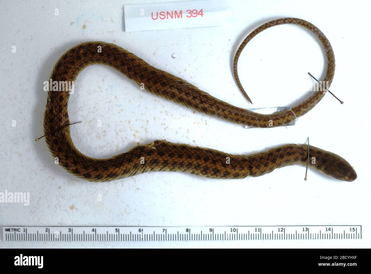 Helicops hi-res stock photography and images - Alamy