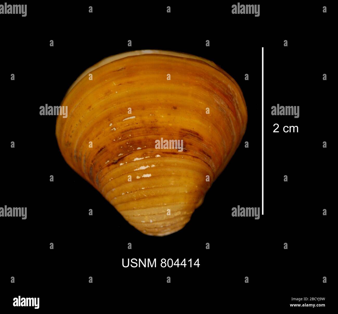 Corbicula sp hi-res stock photography and images - Alamy