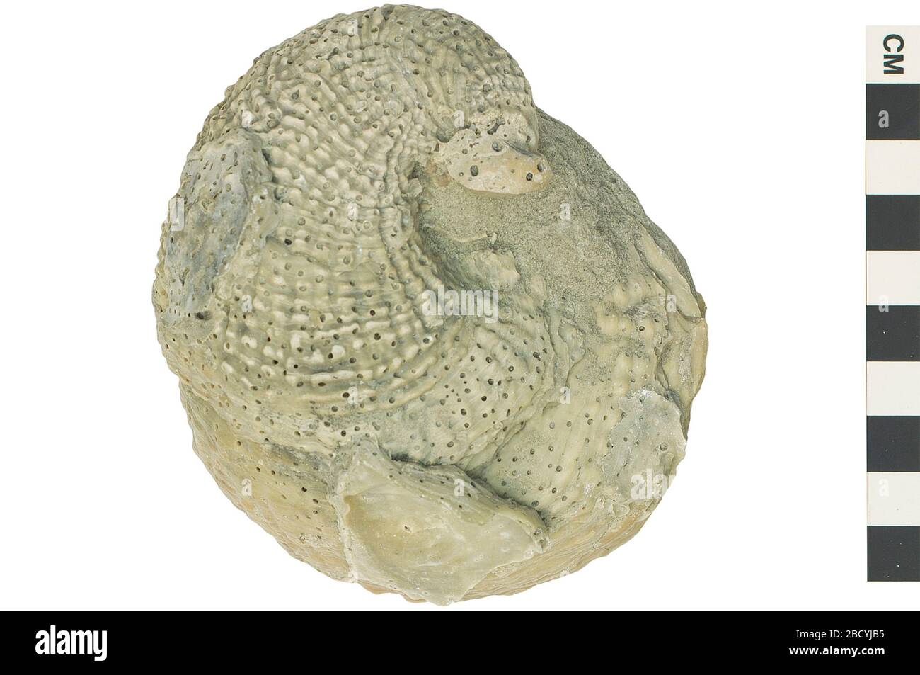 Fossil Clam Snail shell. EO 053421 Oyster Exogyra costata 001.jpg Stock ...