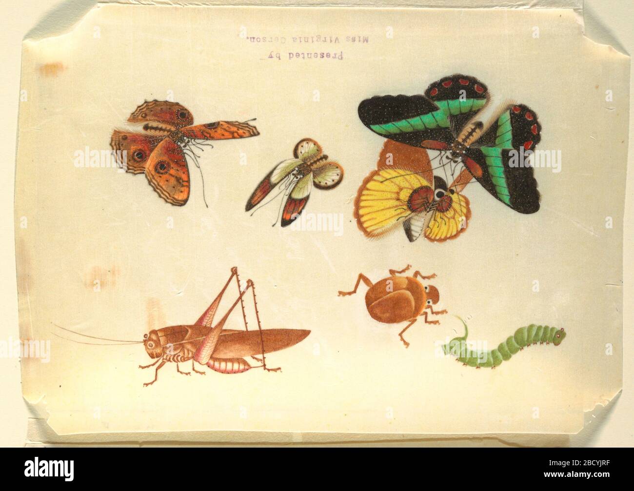 Insects. Research in ProgressDetailed representation in color of four ...