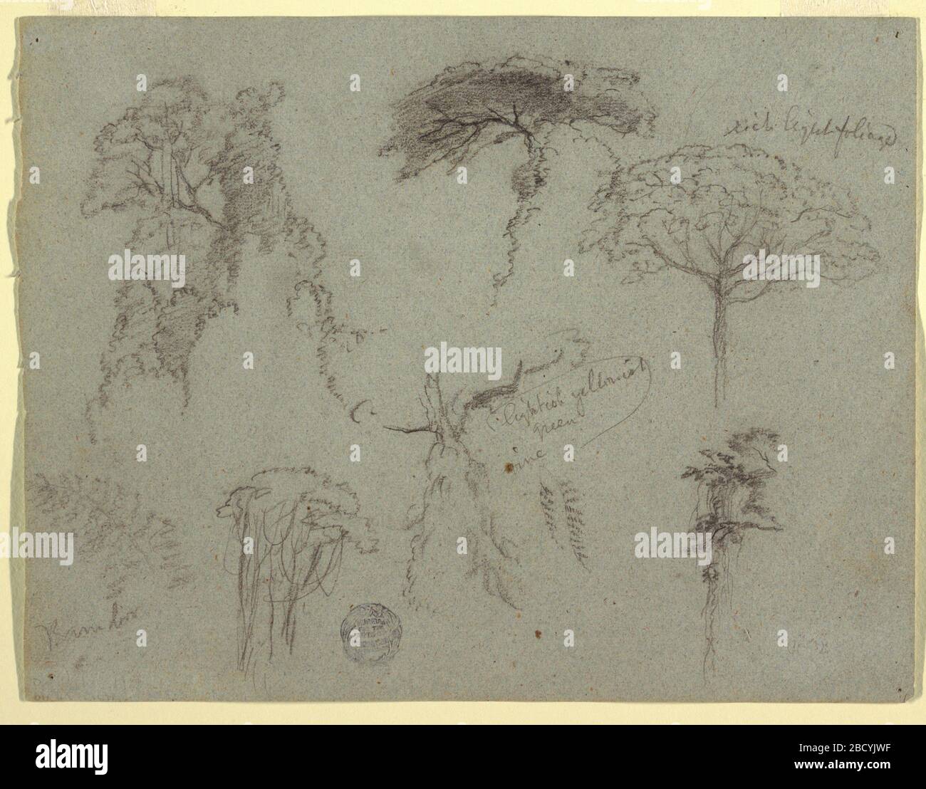 Studies of Trees Ecuador. Research in ProgressHorizontal view ...