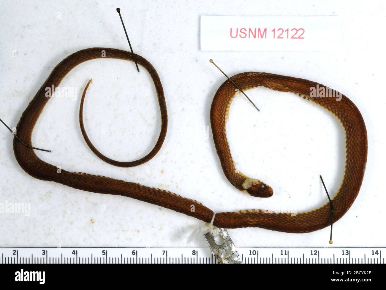 Ninia diademata hi-res stock photography and images - Alamy