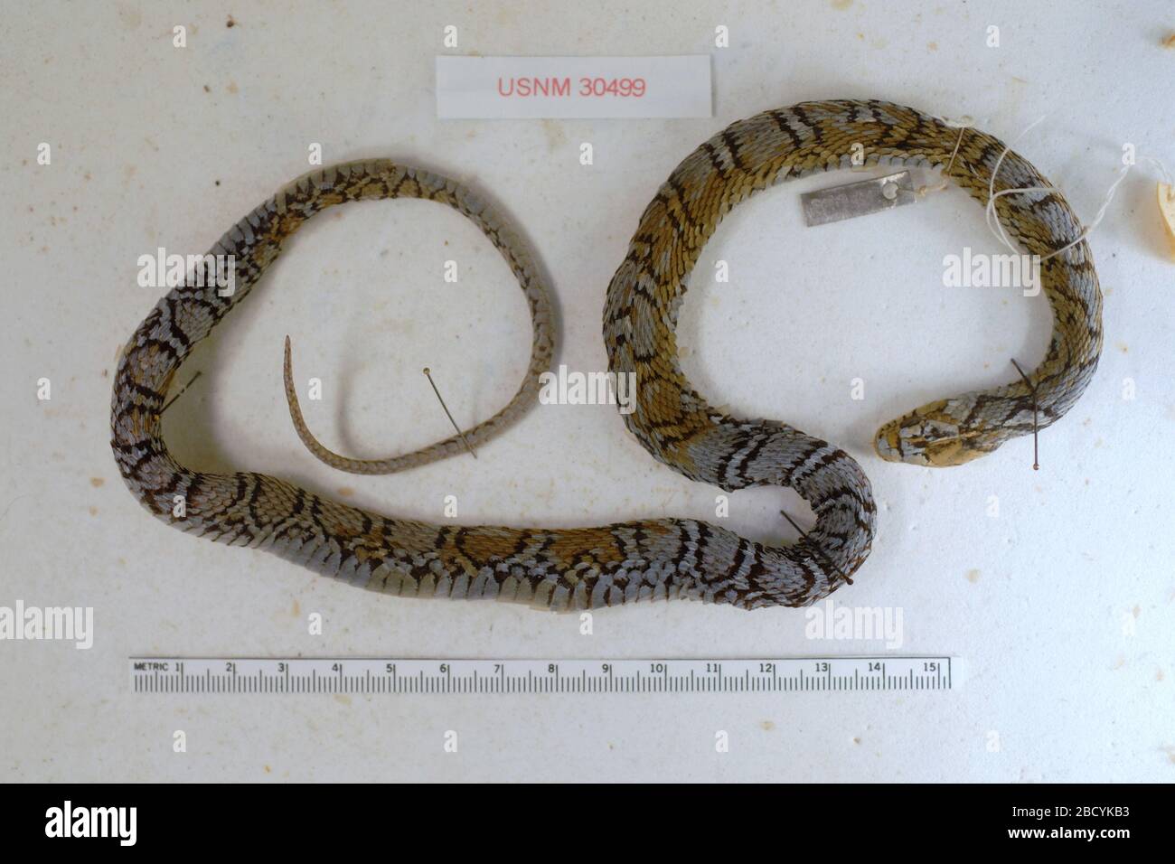 Sumichrasti hi-res stock photography and images - Alamy