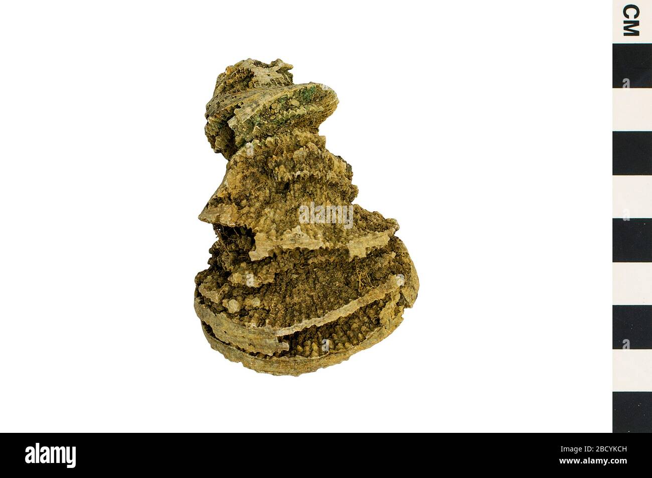 Horn Coral. This object is part of the Education and Outreach ...